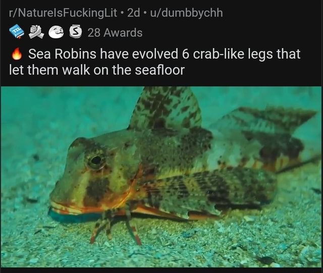 @ 28 Awards Sea Robins have evolved 6 crab-like legs that let them walk ...