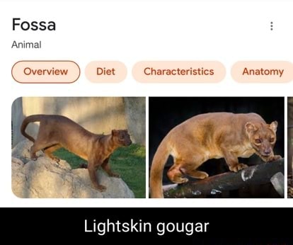 Fossa Animal (Overview ) Diet Characteristics Anatomy - iFunny