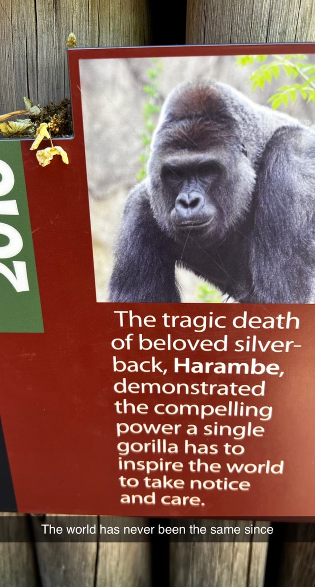 The tragic death of beloved) silver- back, Harambe, demonstrated the ...