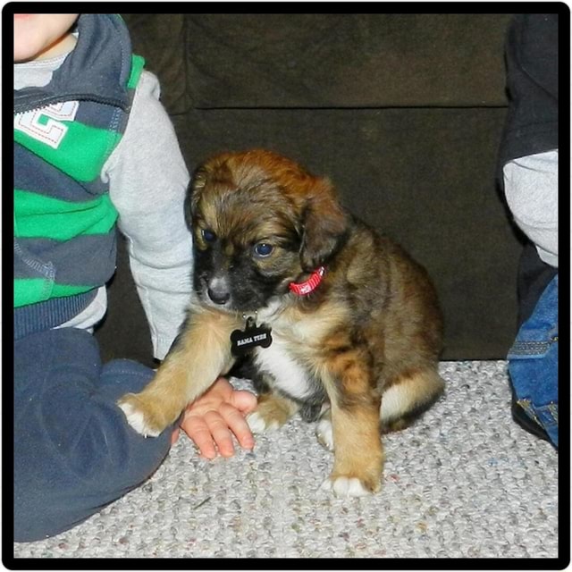 Bama is a mix-breed rescue from a farm in Alabama. He was the cutest ...