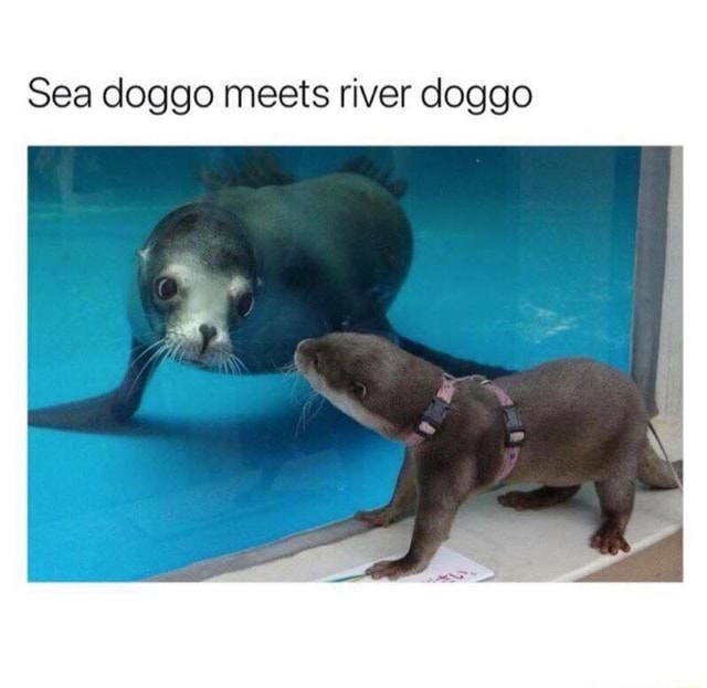 Sea doggo meets river doggo - iFunny