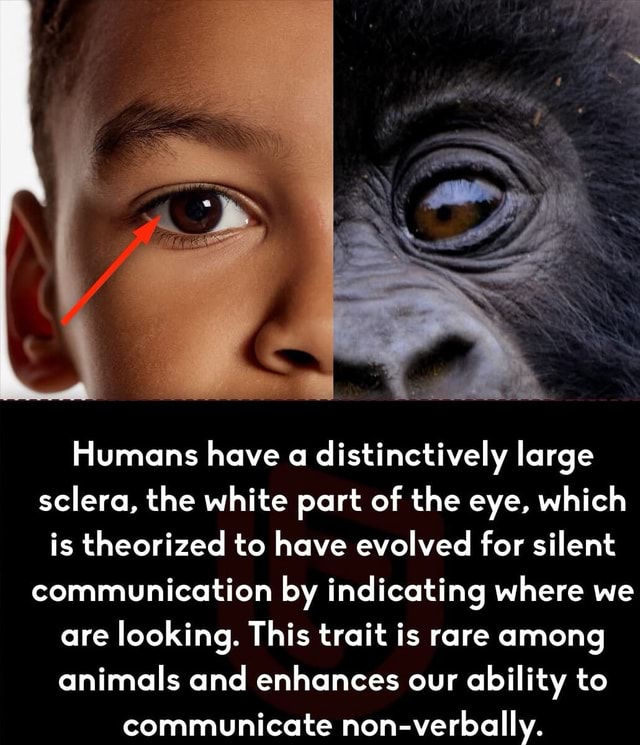 Humans have a distinctively large sclera, the white part of the eye ...