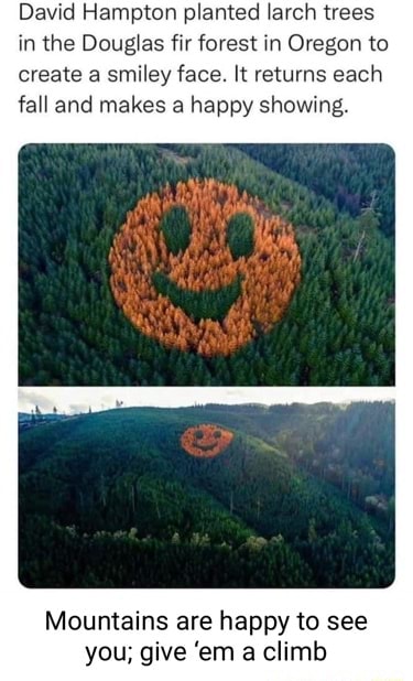 David Hampton planted larch trees in the Douglas fir forest in Oregon ...