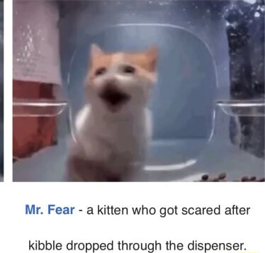 Mr. Fear - a kitten who got scared after kibble dropped through the ...