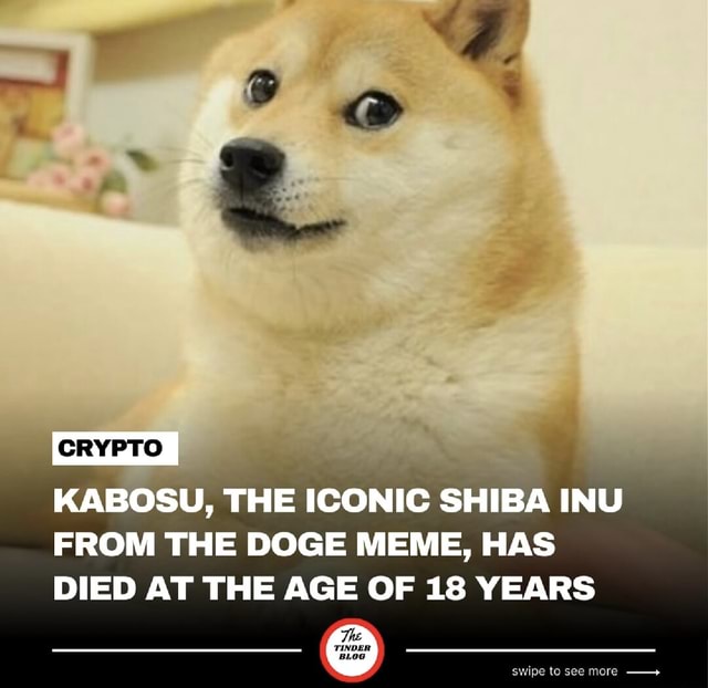 ABOSU, THE ICONIC SHIBA INU FROM THE DOGE MEME, HAS DIED AT THE AGE OF 18 YEARS 16 See more - iFunny