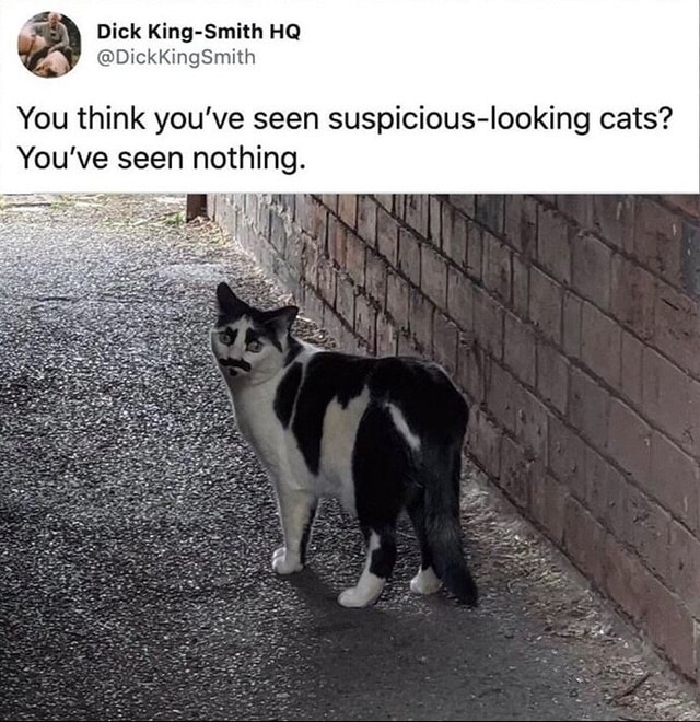 You think you've seen suspicious-looking cats? You've seen nothing. - iFunny