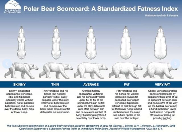Polar Bear Scorecard: A Standardized Fatness Index by Damstra ...