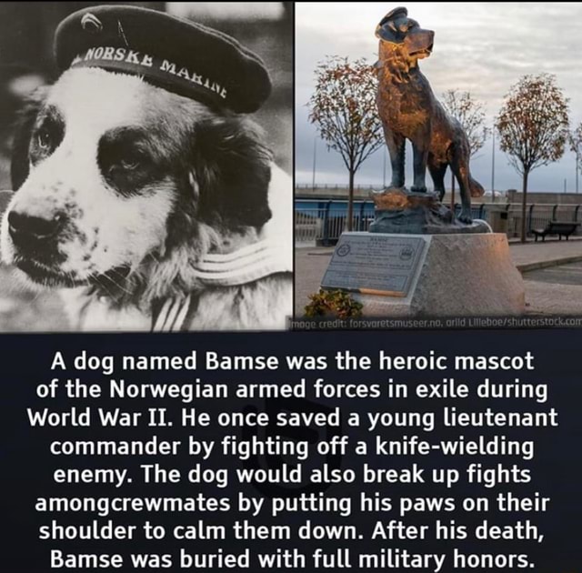 A dog named Bamse was the heroic mascot of the Norwegian armed forces ...