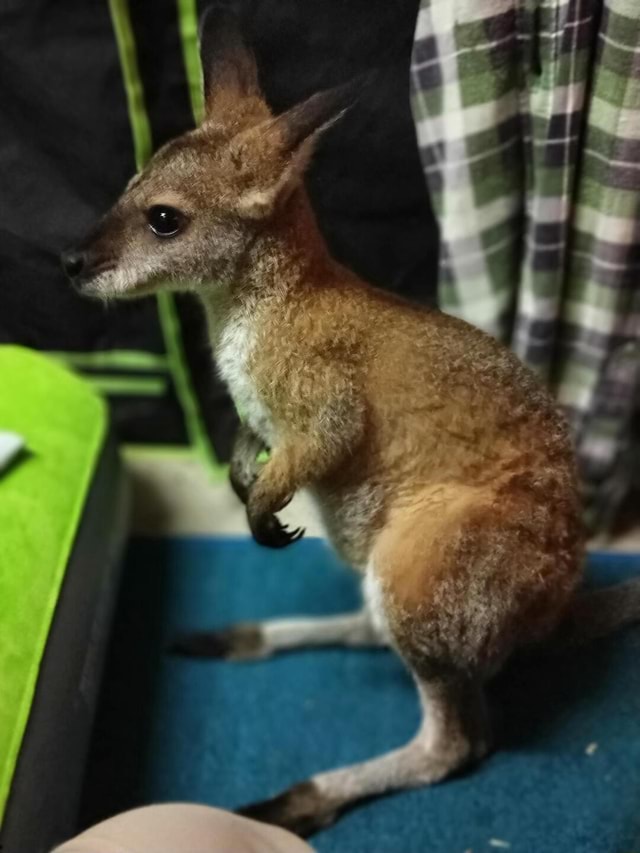 He was the first kangaroo that my mother started to take care of - iFunny