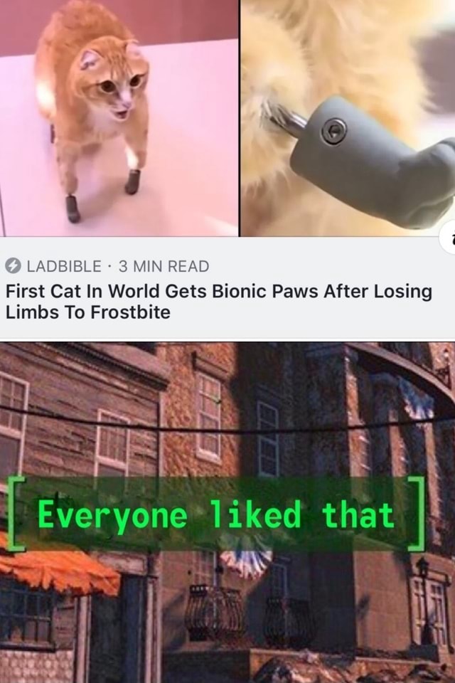 LADEIBLE - ‘3 MIN READ First Cat In World Gets Bionic Paws After Losing ...
