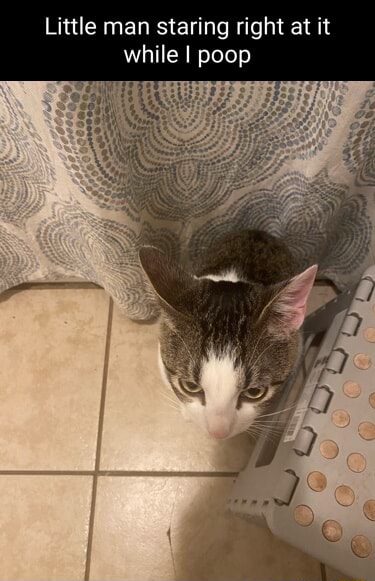 Little man staring right at it while I poop - iFunny