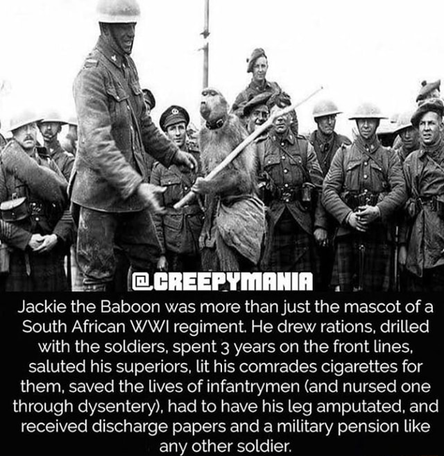 Jackie the Baboon was more than just the mascot of a South African W/W ...