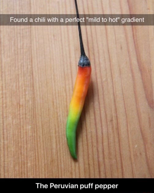 The Peruvian puff pepper - The Peruvian puff pepper - iFunny