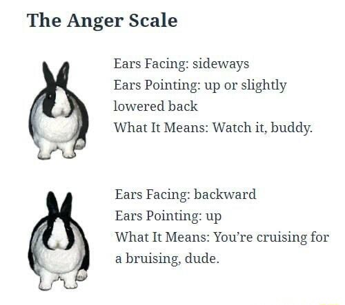 The Anger Scale Ears Facing: sideways Ears Pointing: up or slightly ...
