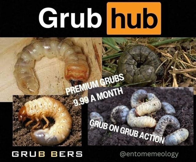 ALL GRUBS ALL DAY. Might even be some grub-like caterpillars in there ...