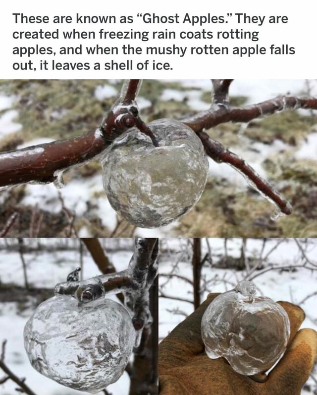 These are known as “Ghost Apples.” They are created when freezing rain ...