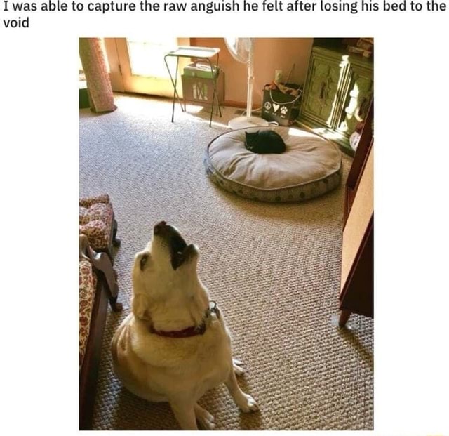 Was able to capture the raw anguish he felt after losing his bed to the ...