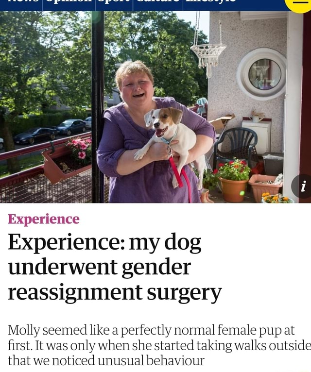 Experience Experience: my dog underwent gender reassignment surgery ...