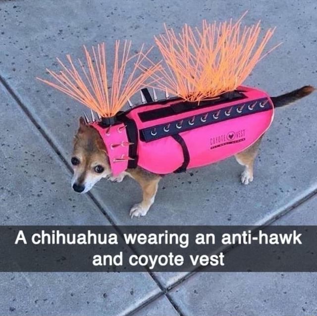 Chihuahua wearing an ant and coyote vest - iFunny