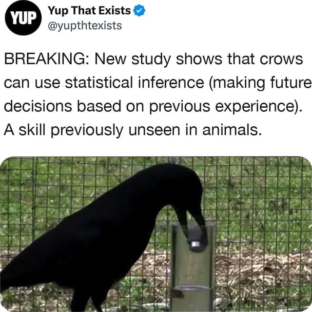 Yup That Exists @yupthtexists BREAKING: New study shows that crows can ...