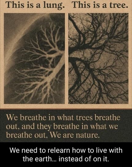 This is lung. This is a tree. We breathe in what trees breathe out, and ...