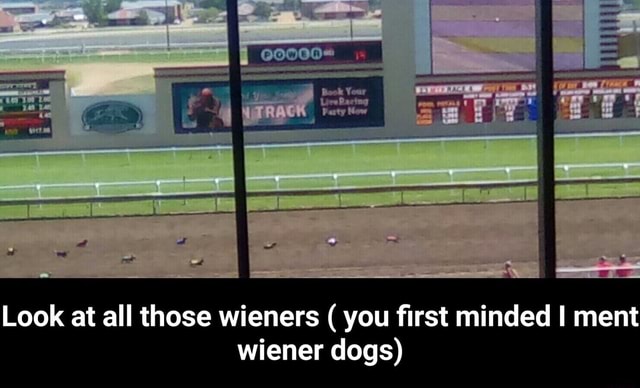 Look at all those wieners you first minded I ment wiener dogs) - Look ...