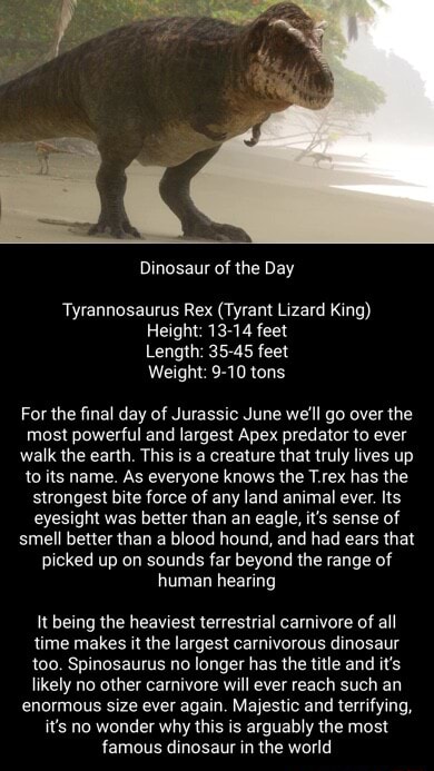 Dinosaur of the Day 'Tyrannosaurus Rex (Tyrant Lizard King) Height: 13 ...