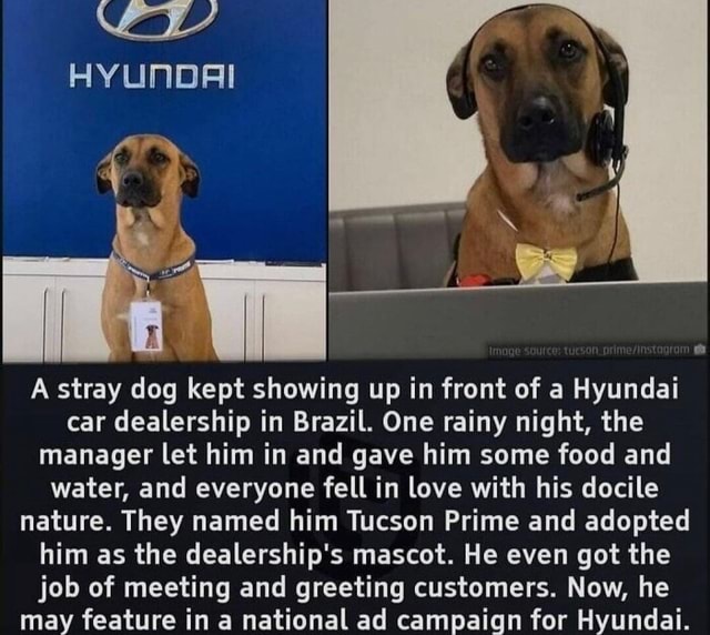 HYUNDAI A stray dog kept showing up in front of a Hyundai car ...