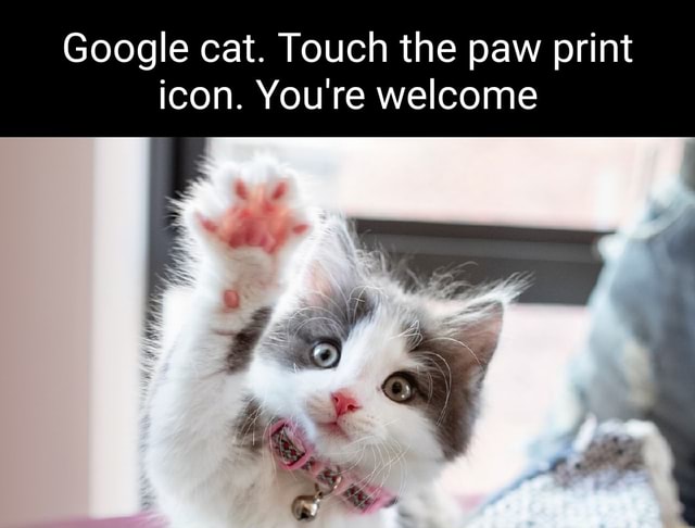 Google cat. Touch the paw print icon. You're welcome - iFunny