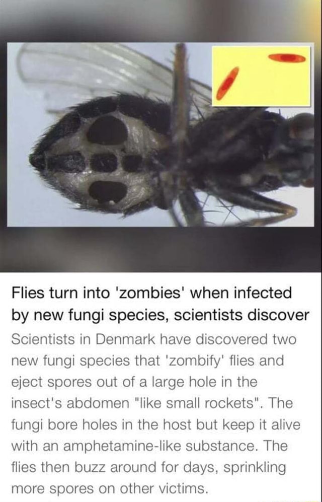 Flies turn into 'zombies' when infected by new fungi species ...