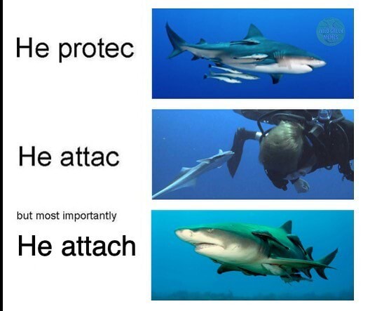 Let’s hear it for remoras Meme by @beingevolved - He protec He attac ...