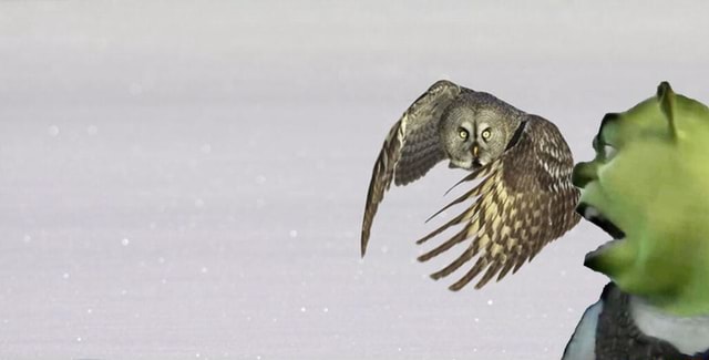 #shrek #owl #photoshop - iFunny