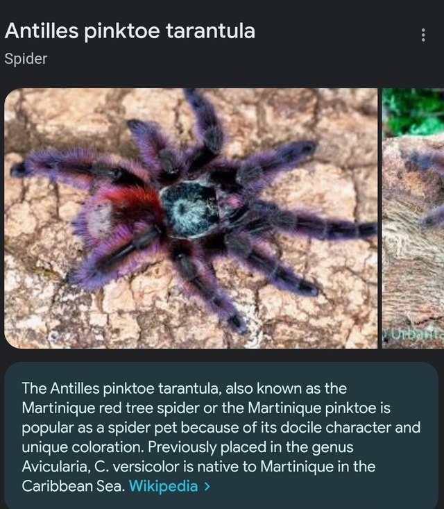 Antilles pinktoe tarantula Spider The Antilles pinktoe tarantula, also ...