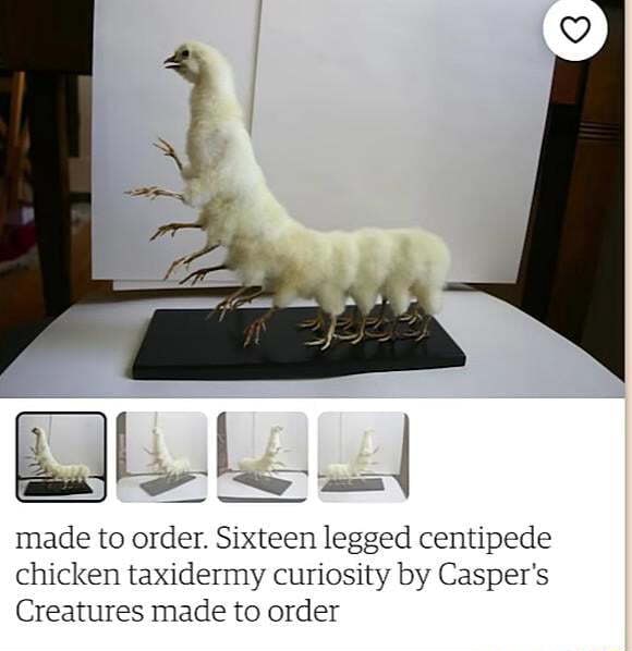 Made to order. Sixteen legged centipede chicken taxidermy curiosity by ...