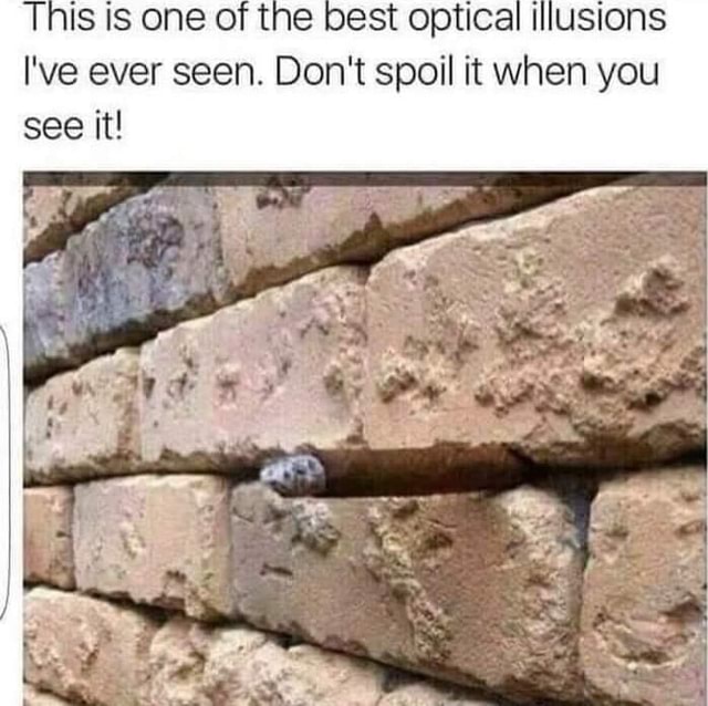'This ts one of the best optical illusions I've ever seen. Don't spoil ...