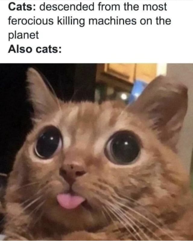 Cats: descended from the most ferocious killing machines on the planet ...