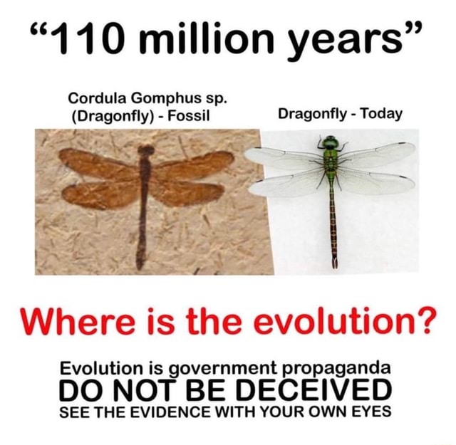 "410 million years" Cordula Gomphus sp. (Dragonfl y) - Fossil Dragonfly ...