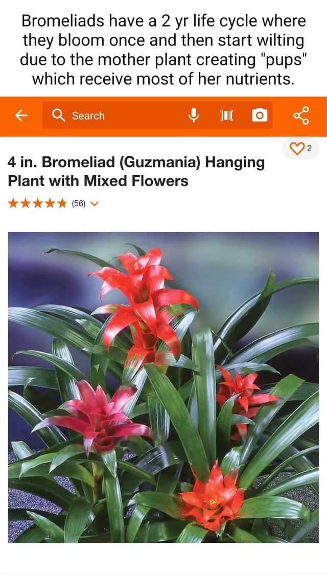 Bromeliads have a 2 yr life cycle where they bloom once and then start ...