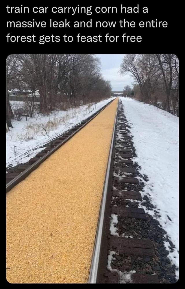 Train car carrying corn had a massive leak and now the entire forest ...