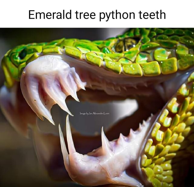 Emerald tree python teeth - iFunny