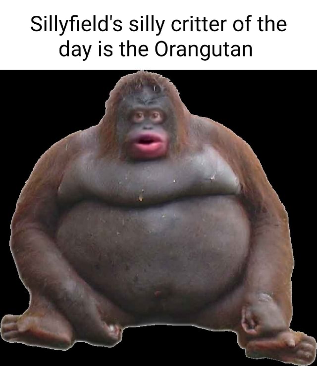 Sillyfield's silly critter of the day is the Orangutan LN - iFunny