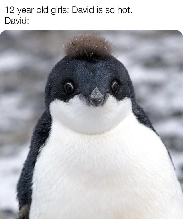 12 year old girls: David is so hot. David: - iFunny