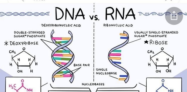 DNA ve RNA DOUBLE-STRANDED USUALLY SINGLE-STRANDED DEOXYRIBONUCLEIC ...