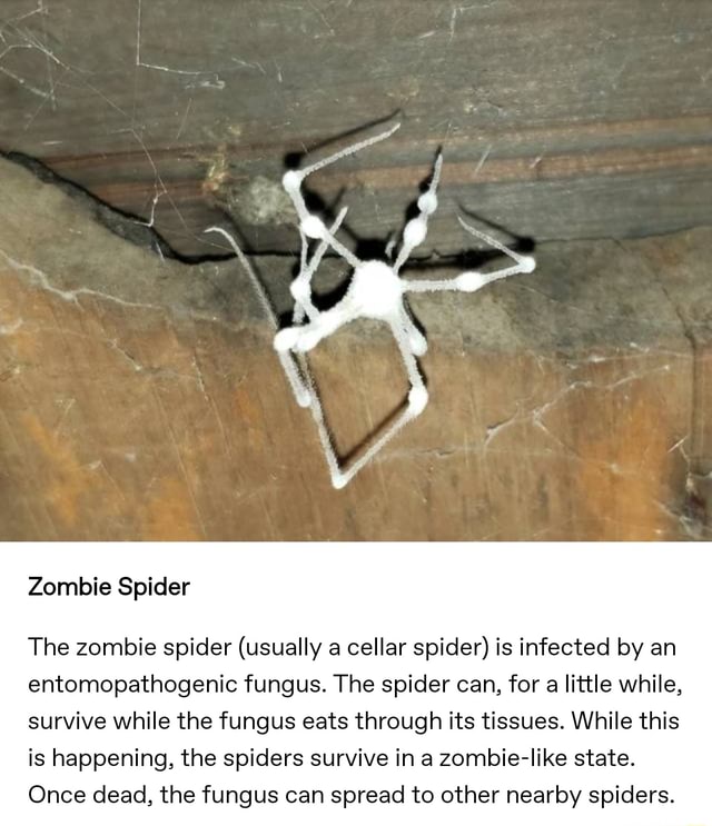 Zombie Spider The zombie spider (usually a cellar spider) is infected ...
