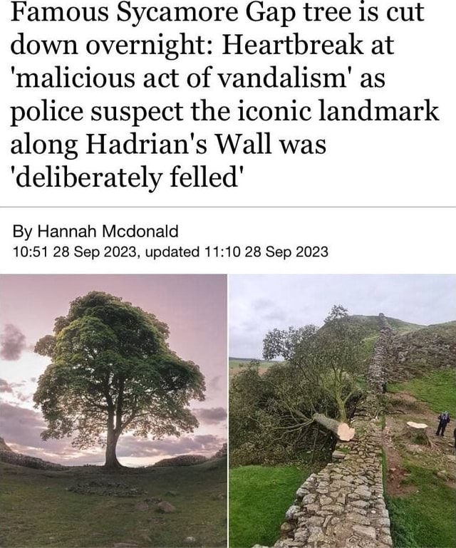 Famous Sycamore Gap tree cut down overnight: Heartbreak at 'malicious ...