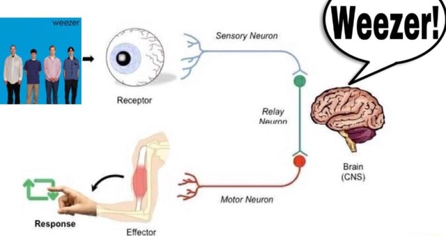 Receptor Response Sensory Neuron Relay Neuron Motor Neuron - iFunny