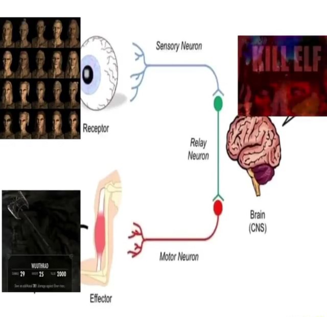 Sensory Neuron Relay Neuron Brain (CNS) Motor Neuron Effector - iFunny