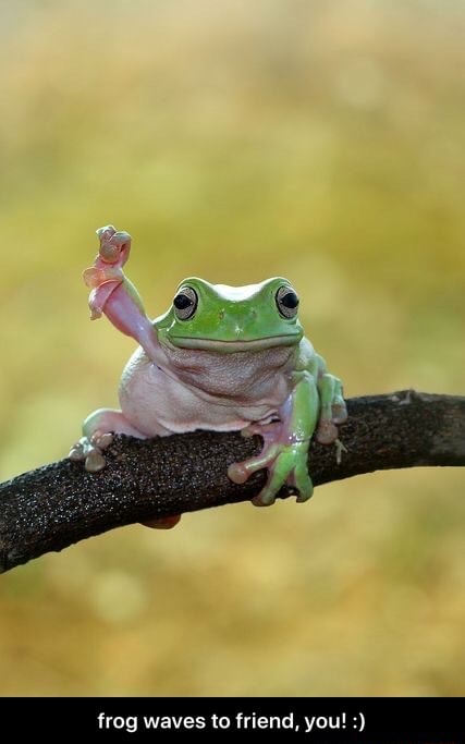Frog waves to friend, you! :) - iFunny
