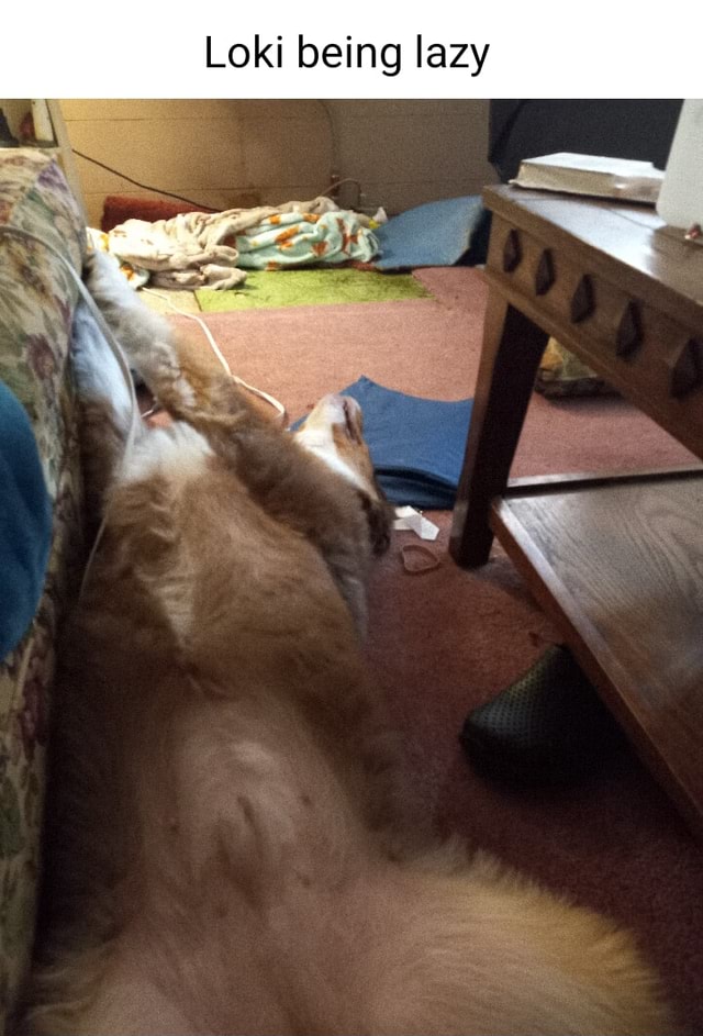Loki being lazy - America’s best pics and videos