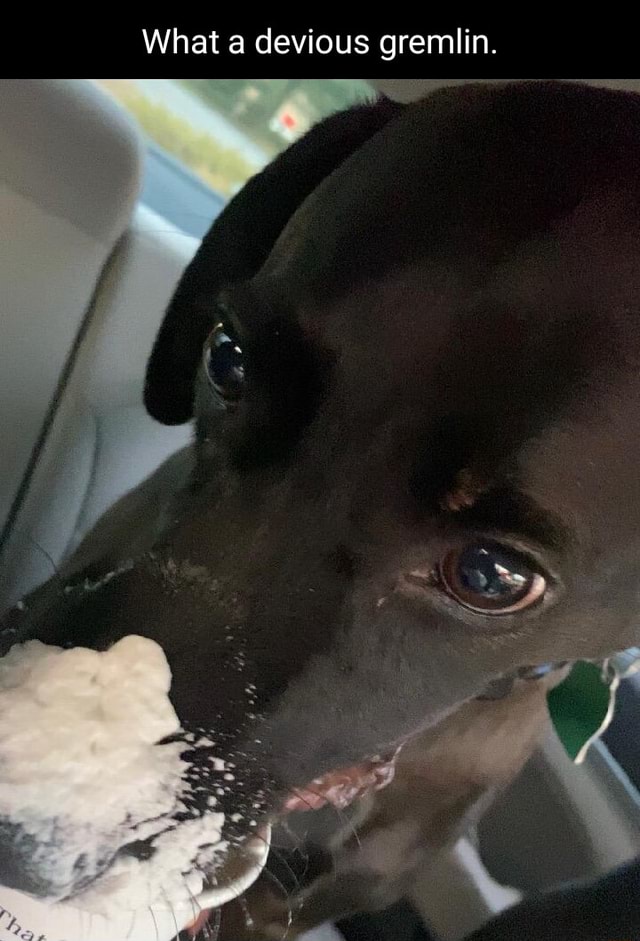 What a devious gremlin. - iFunny